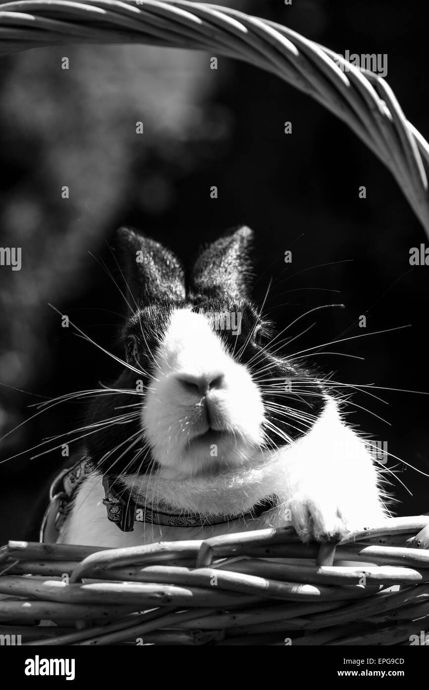 Black and white image of a Dutch rabbit Stock Photo - Alamy