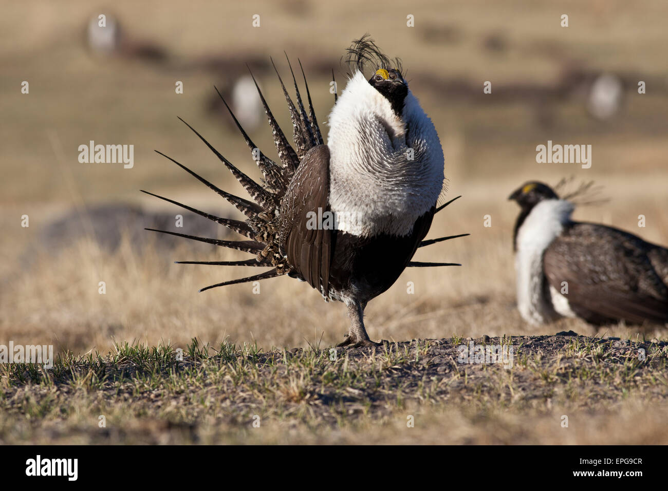 A greater Bi-State sage grouse male struts to attract a mate at a lek ...