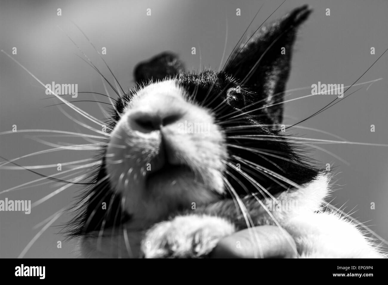 Black and white image of a Dutch rabbit Stock Photo - Alamy