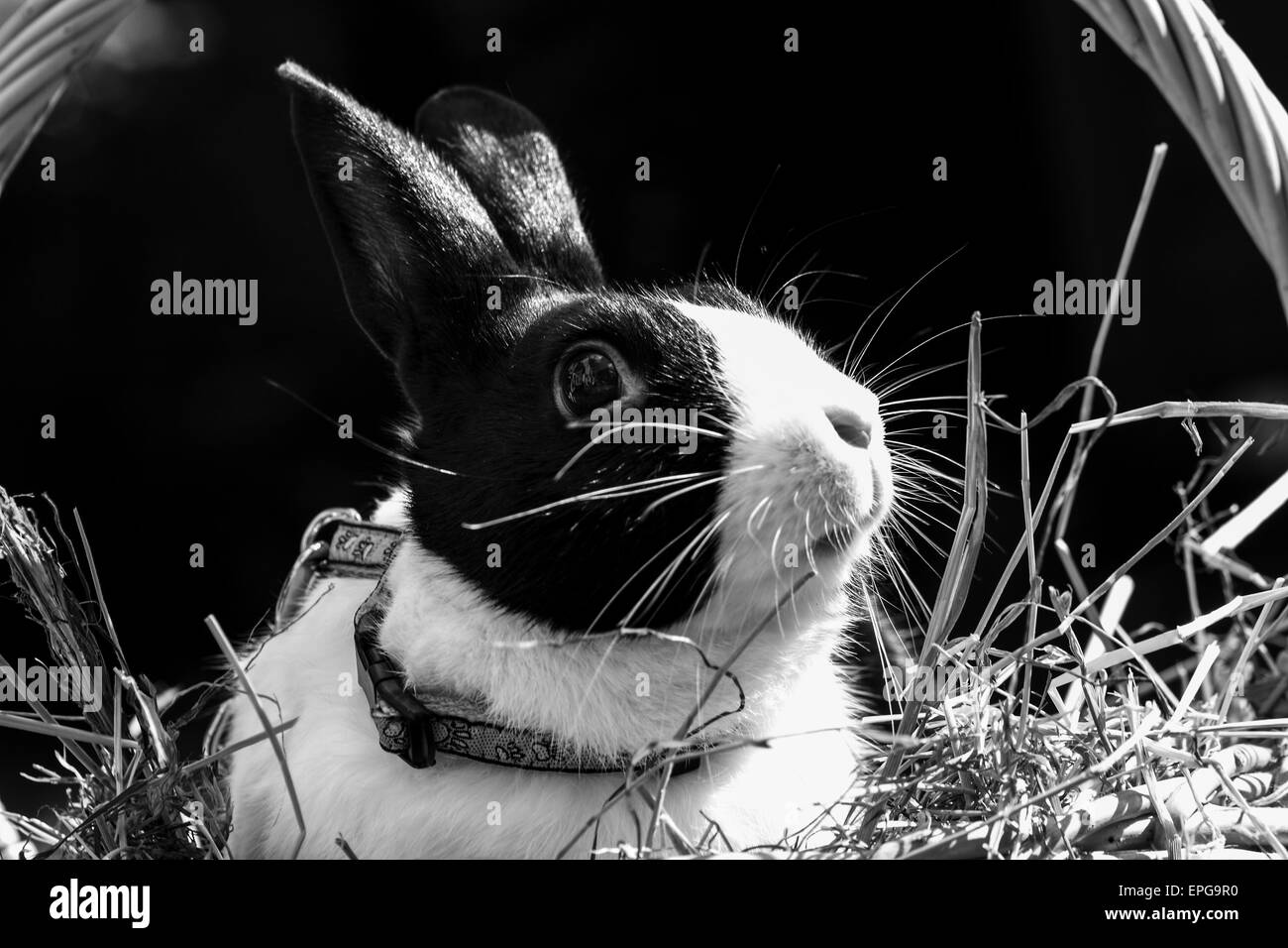 Black and white image of a Dutch rabbit Stock Photo - Alamy