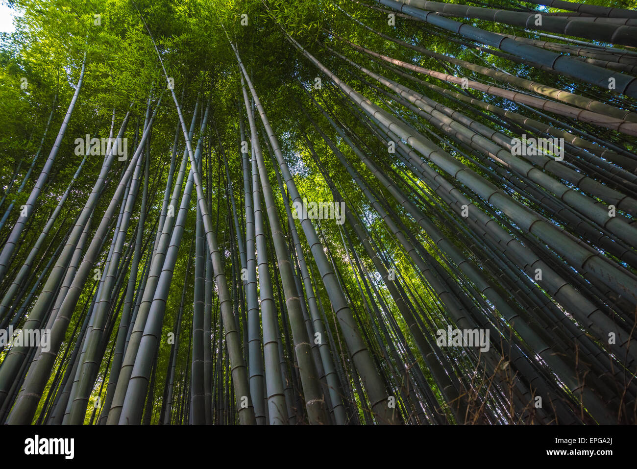Walking in bamboo grove hi-res stock photography and images - Alamy