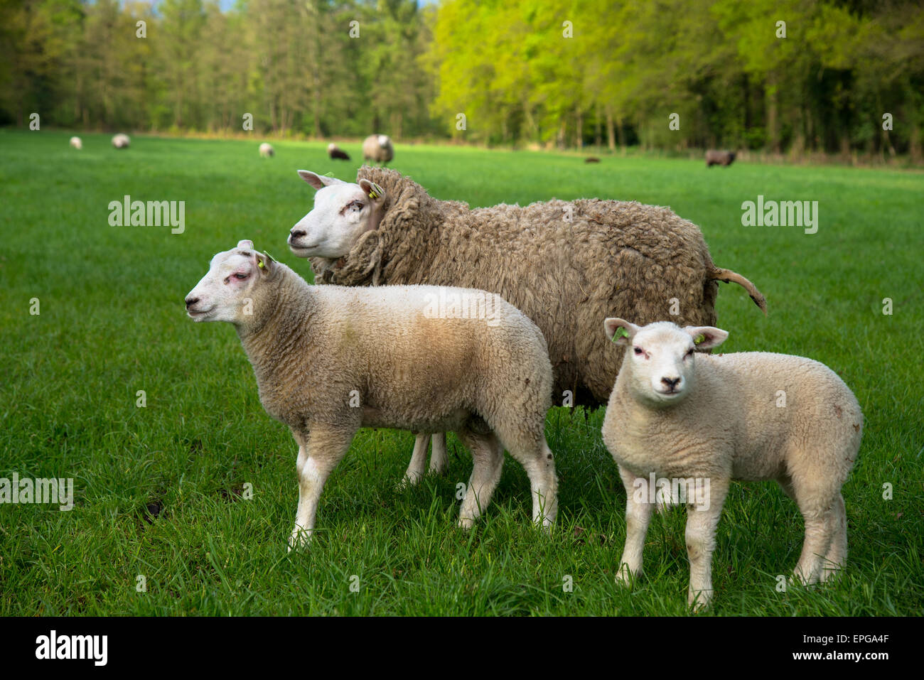 ewe with lambs Stock Photo - Alamy