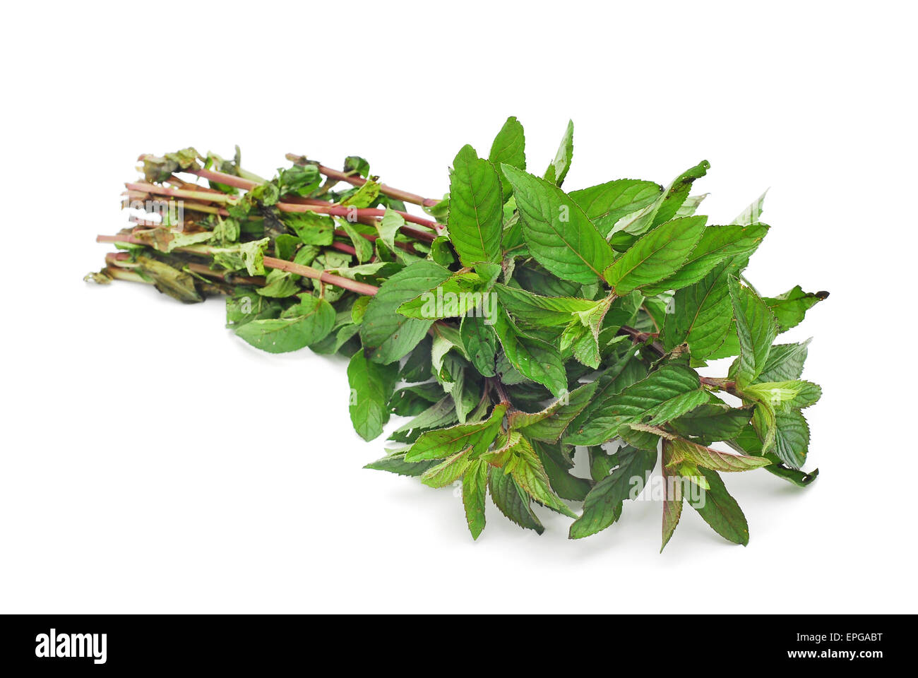 Wild spearmint hi-res stock photography and images - Alamy