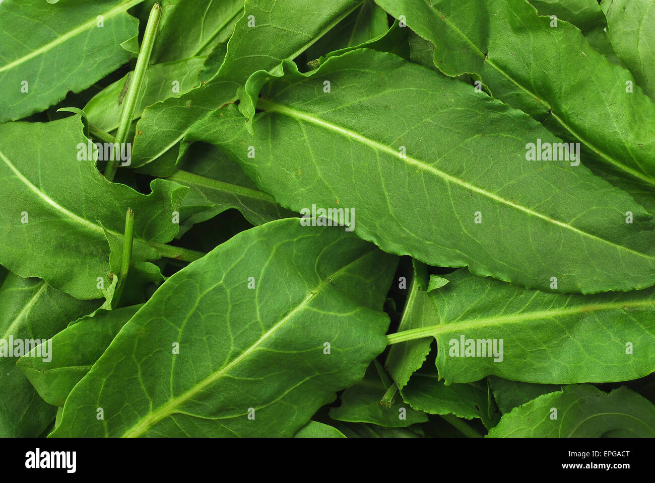 Dock leaf and plant hi-res stock photography and images - Alamy
