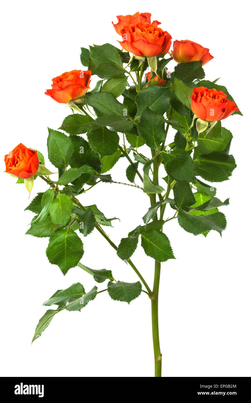 beautiful branch of roses Stock Photo - Alamy