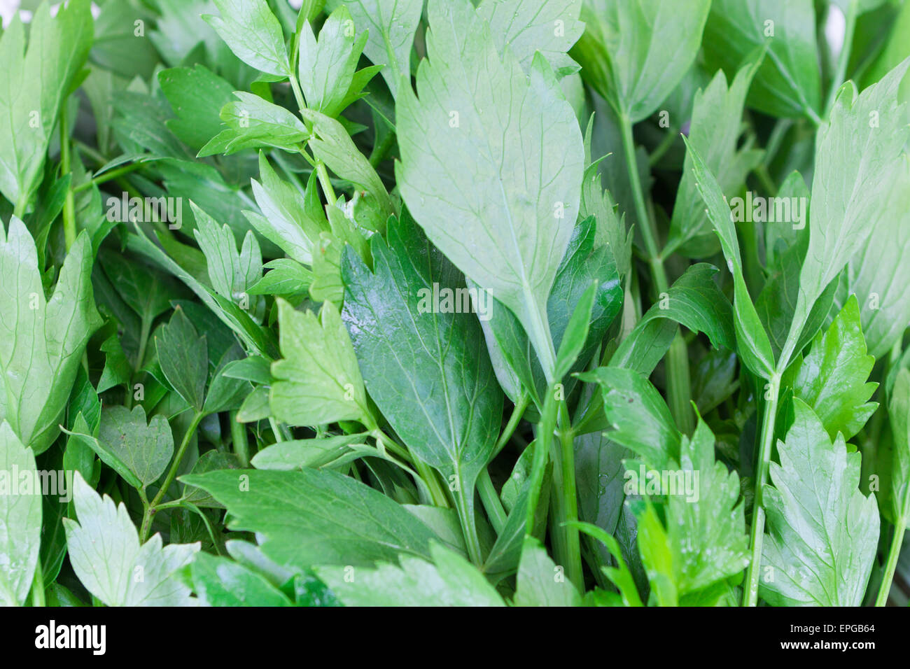 Closeup of lovage leaves (Levisticum officinale Stock Photo - Alamy