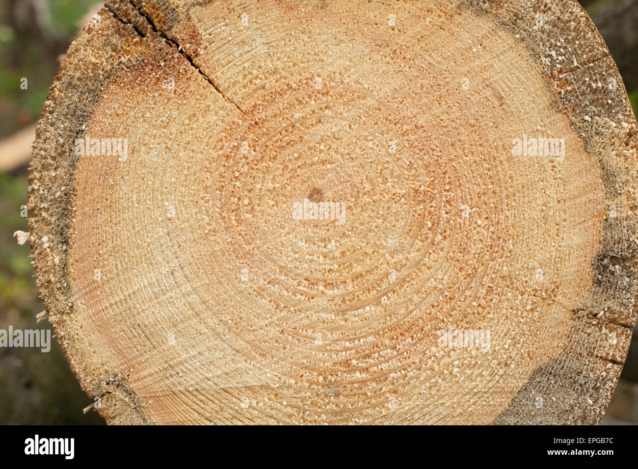 Tree log figure hi-res stock photography and images - Alamy