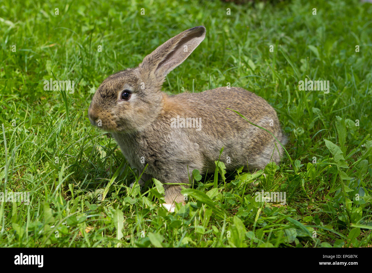 Rabbit with grass hi-res stock photography and images - Alamy