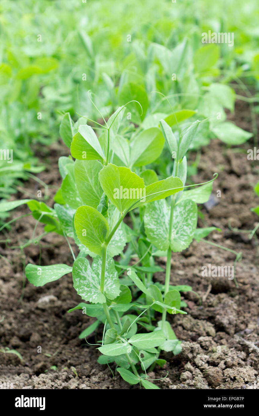 The peas ground hi-res stock photography and images - Alamy