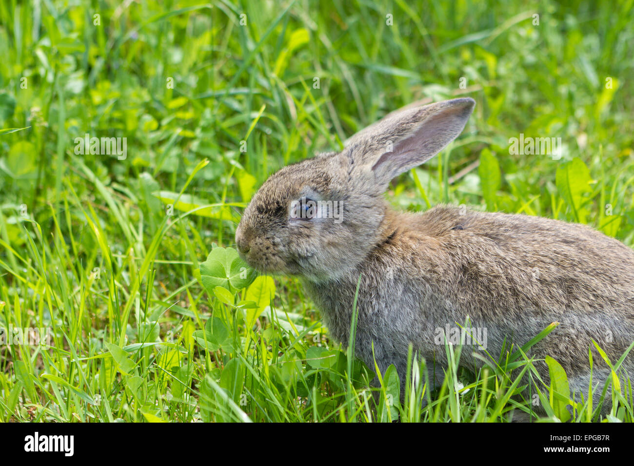 A domestic rabbit grazing in green grass in the garden Stock Photo - Alamy