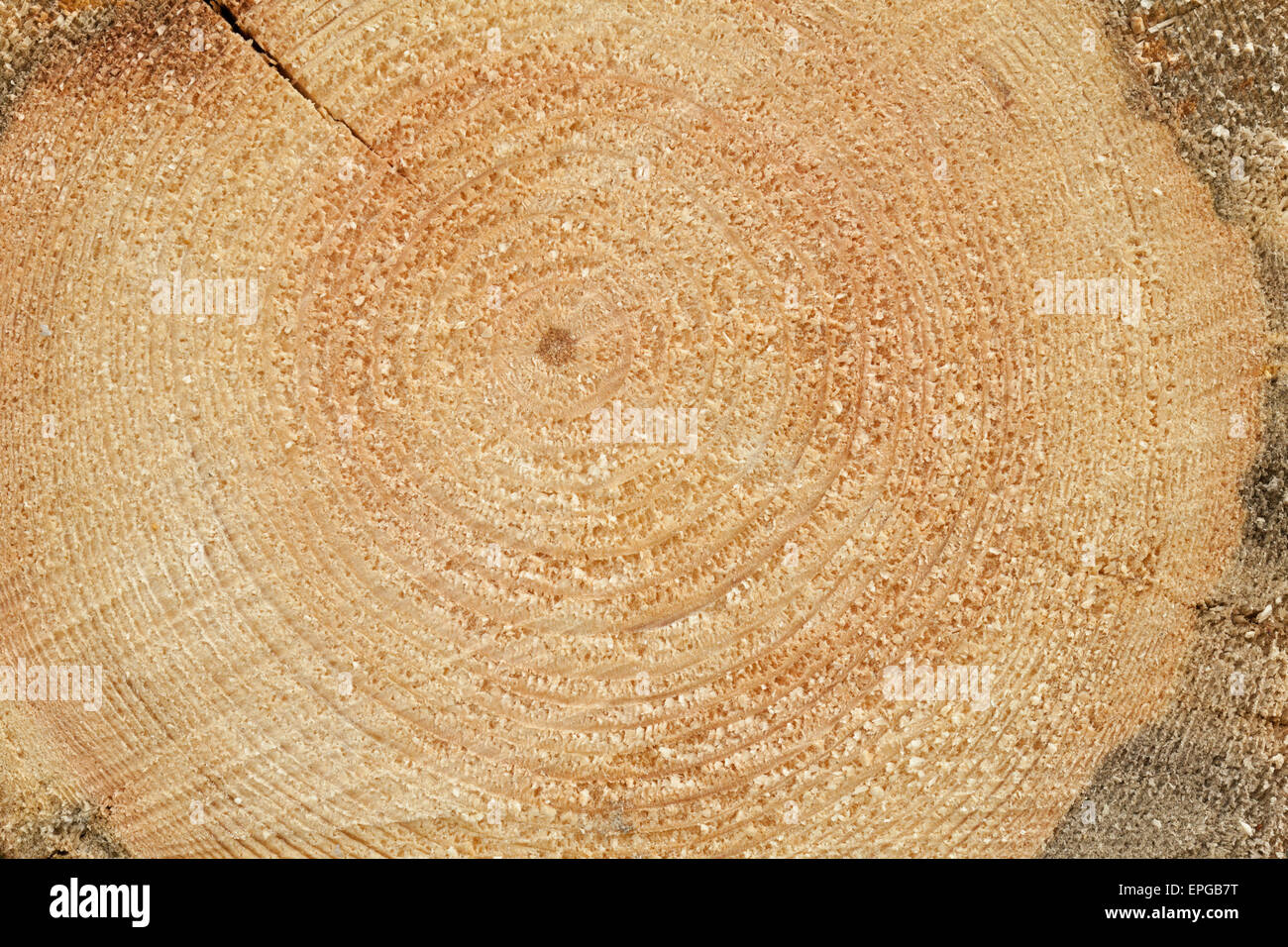 Breaking log hi-res stock photography and images - Alamy
