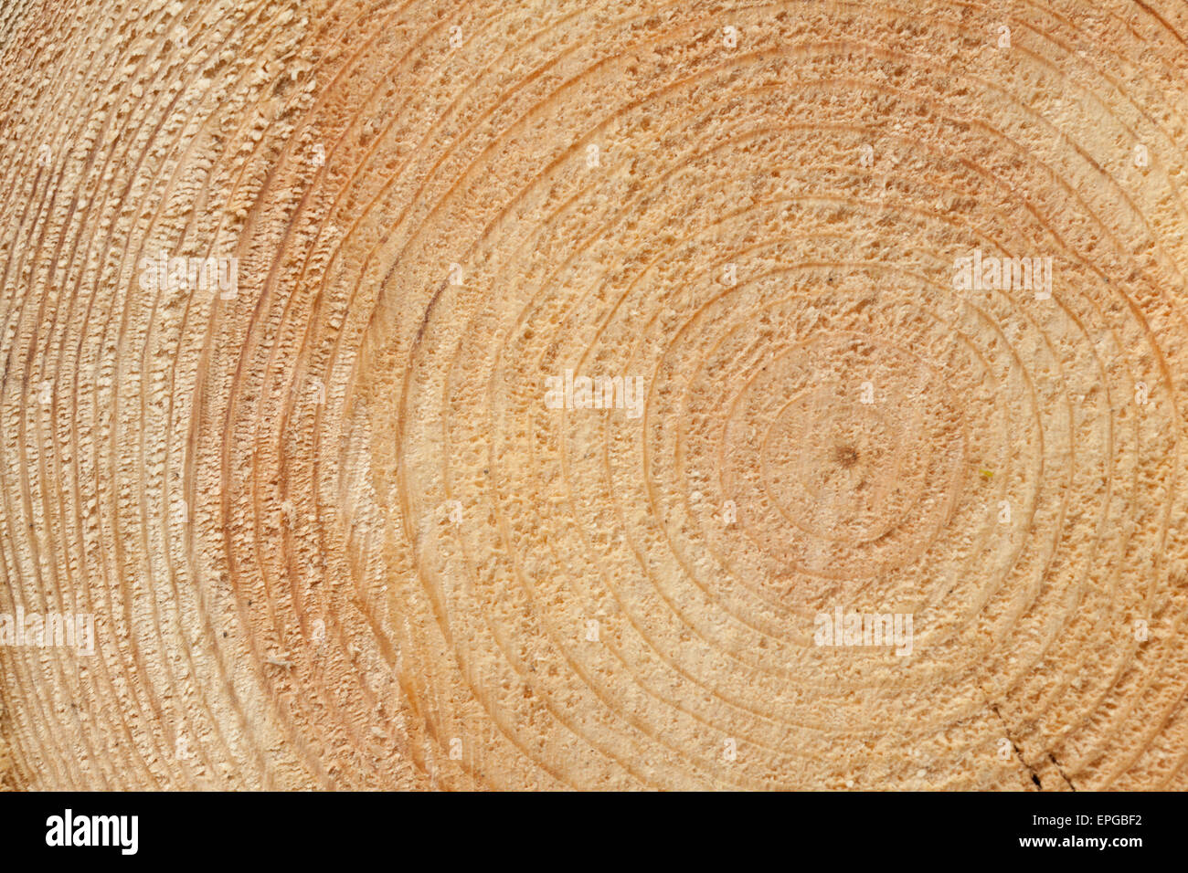 Tree log figure hi-res stock photography and images - Alamy