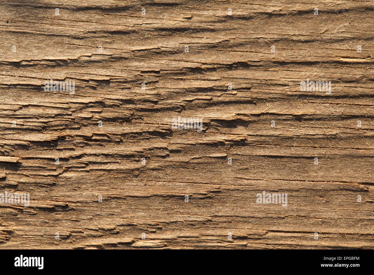 Birch wood grain hi-res stock photography and images - Alamy
