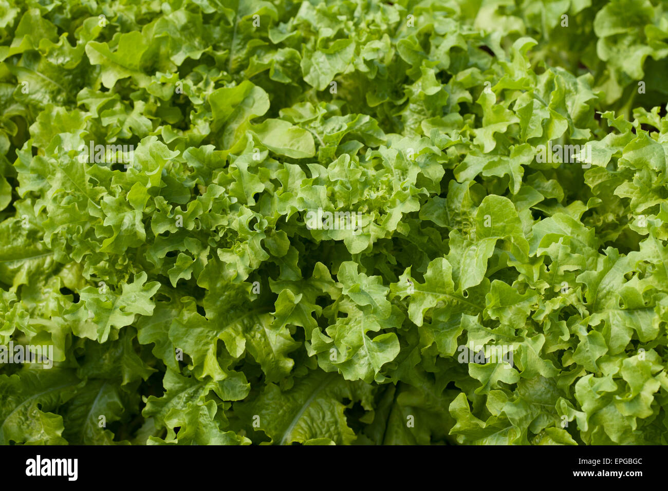 Lactuca sativa seed hi-res stock photography and images - Alamy