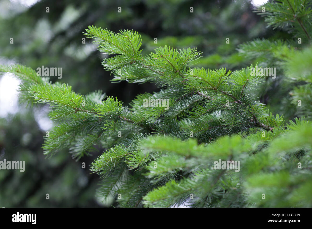 Evergreens vegetation hi-res stock photography and images - Alamy