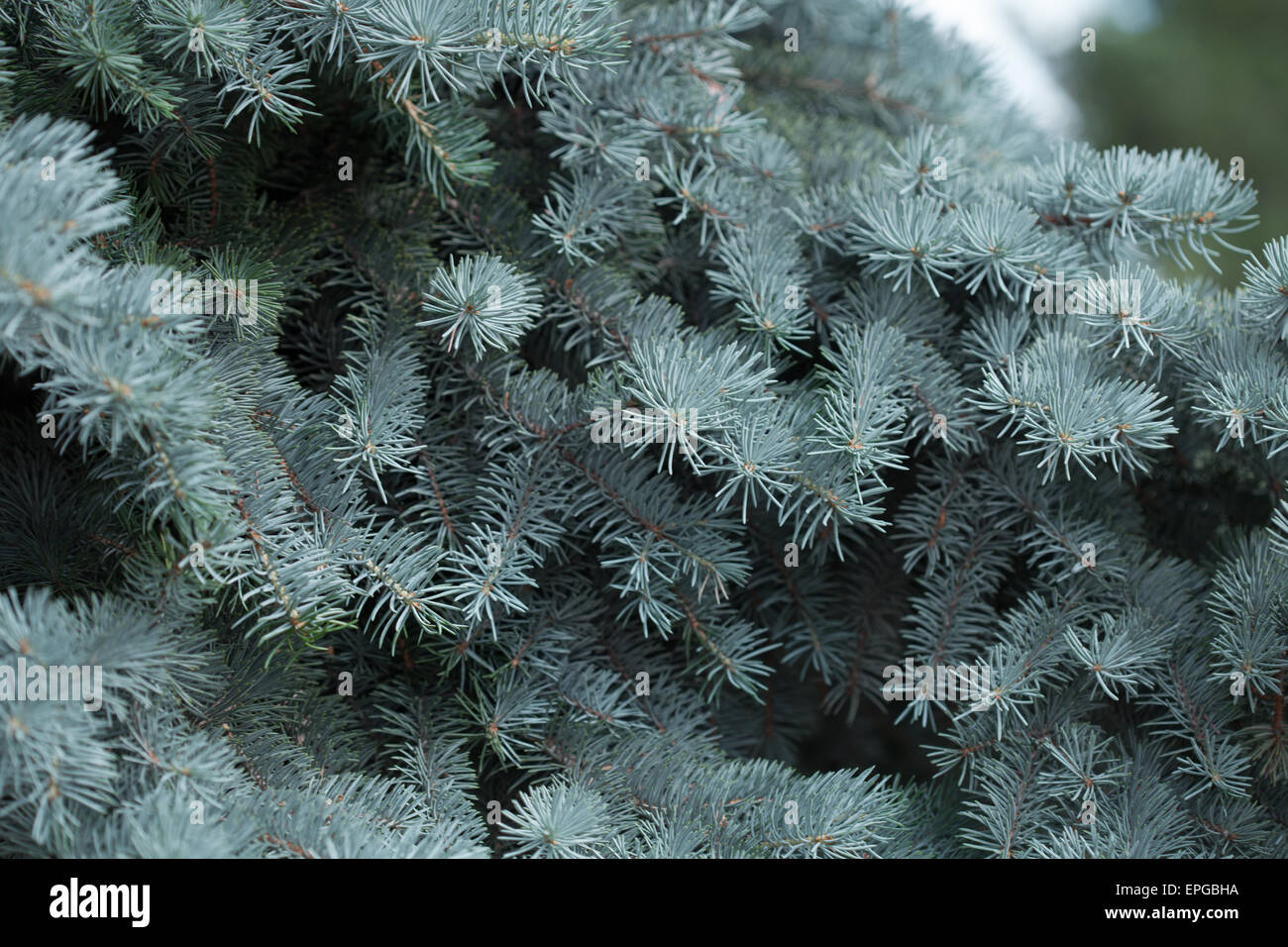 Evergreens vegetation hi-res stock photography and images - Alamy