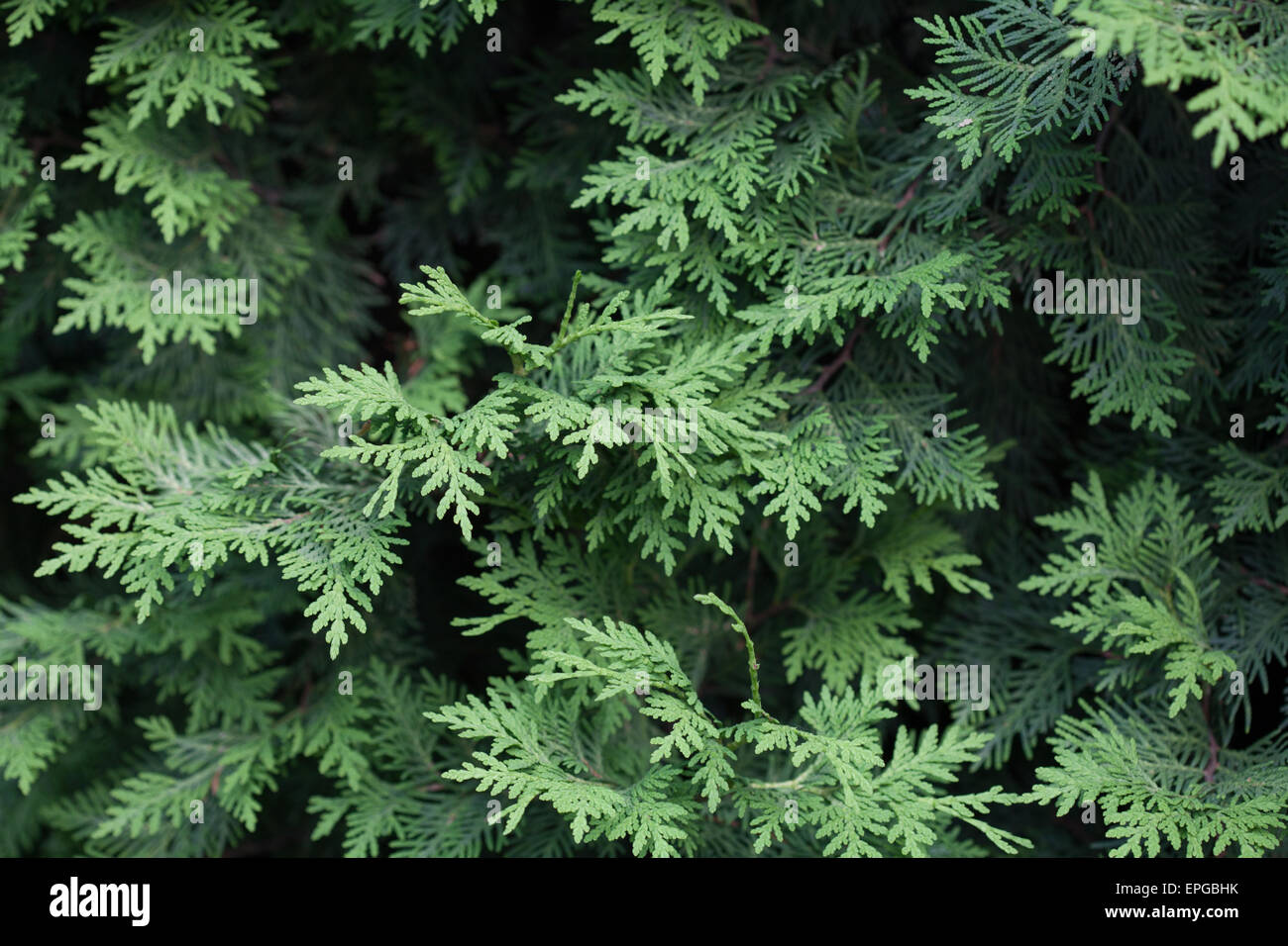 Evergreens vegetation hi-res stock photography and images - Alamy