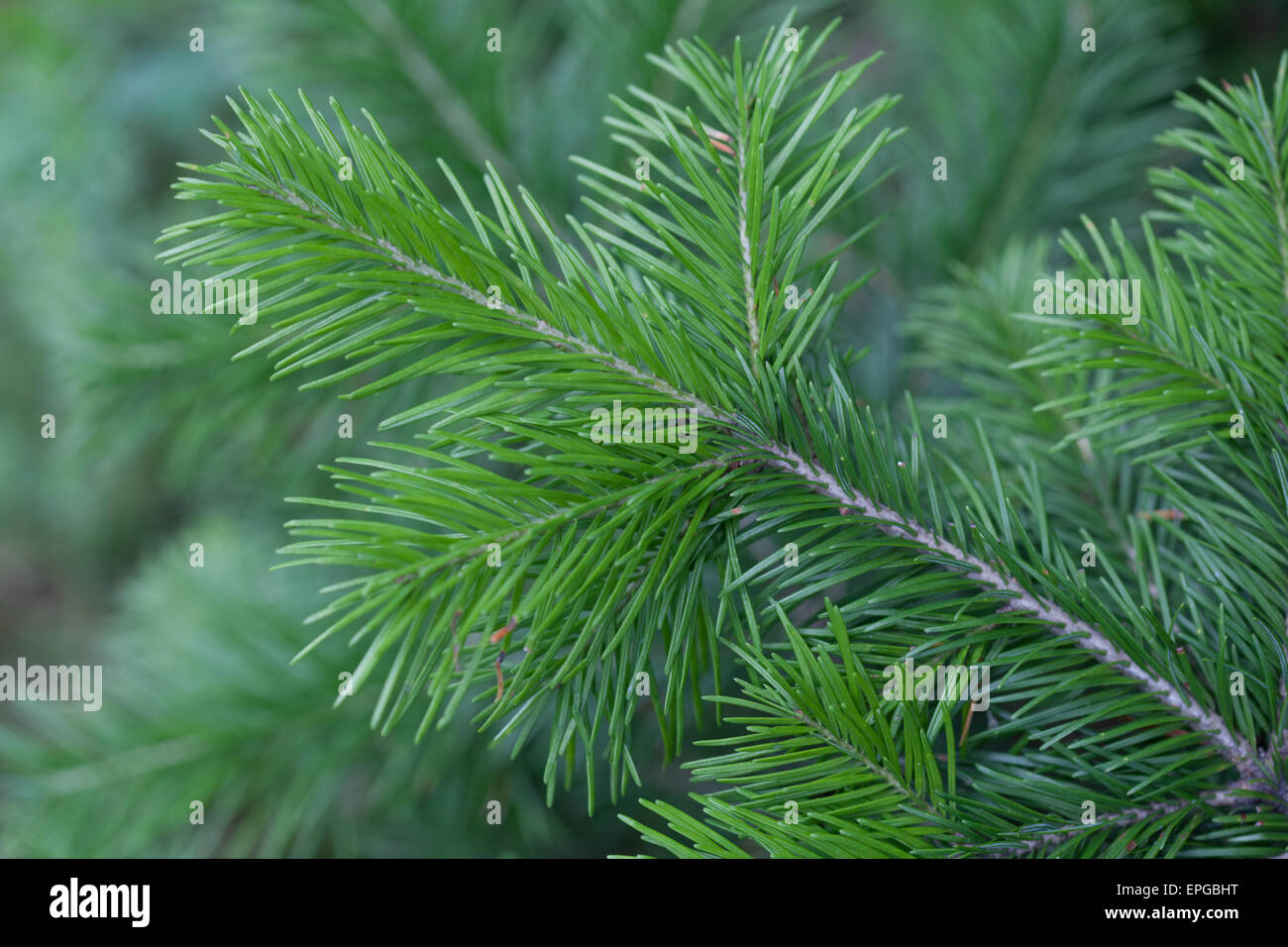 Outdoor seed scene hi-res stock photography and images - Alamy