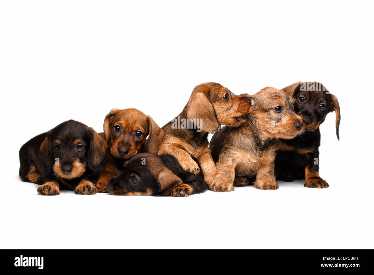 Dachshund puppies hi-res stock photography and images - Alamy