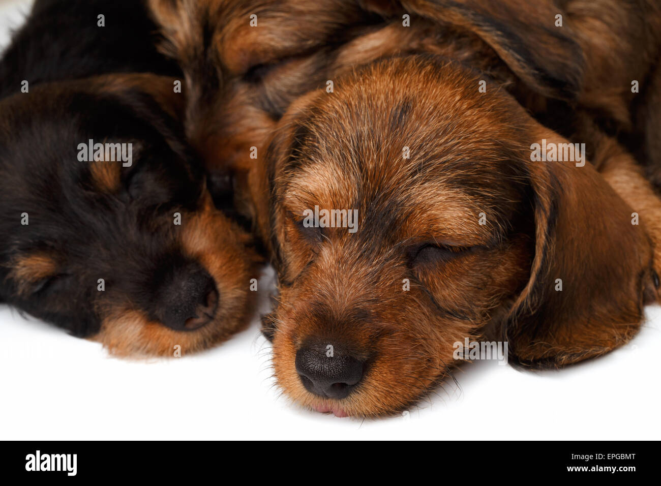 Dachshund puppies hi-res stock photography and images - Alamy