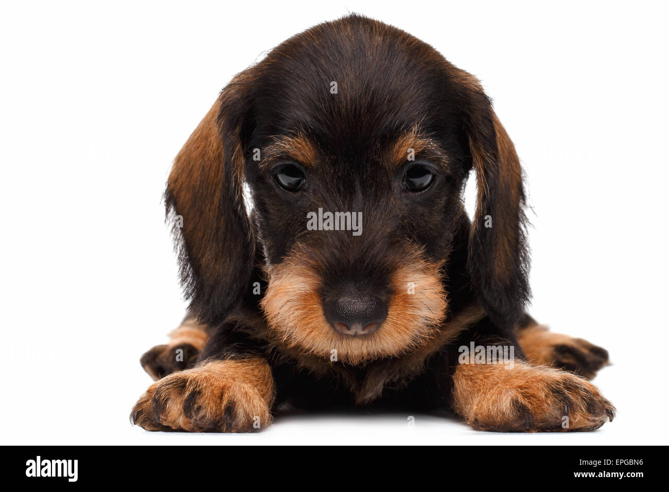 Dachshund view hi-res stock photography and images - Alamy