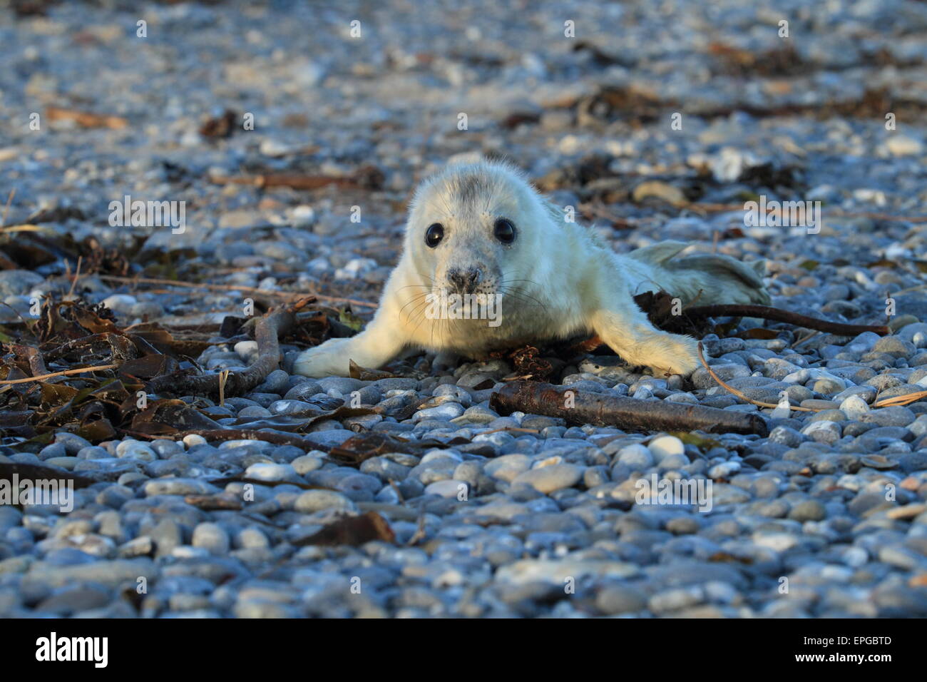 Rot am see germany hi-res stock photography and images - Alamy