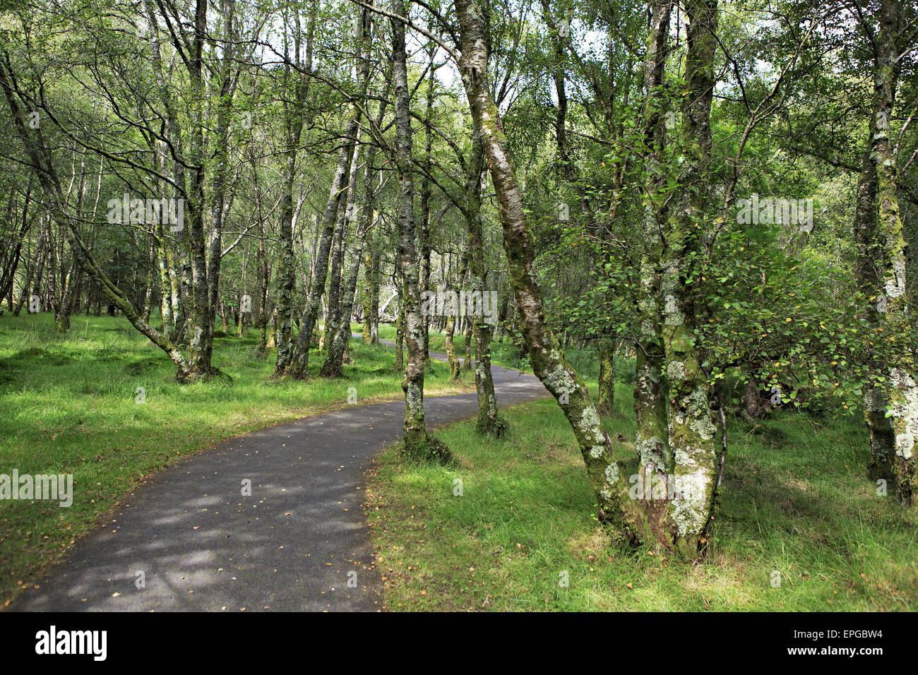 Beautiful footpath in Wicklow Stock Photo - Alamy