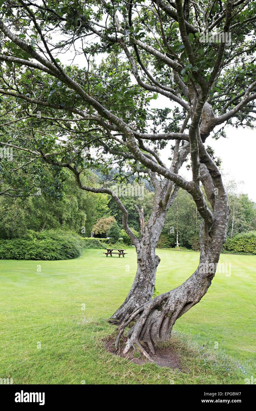 Winding trees on a green lawn Stock Photo - Alamy