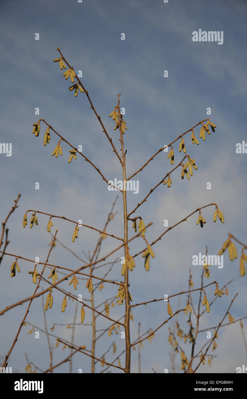 Hazel tree female flower buds hi-res stock photography and images - Alamy