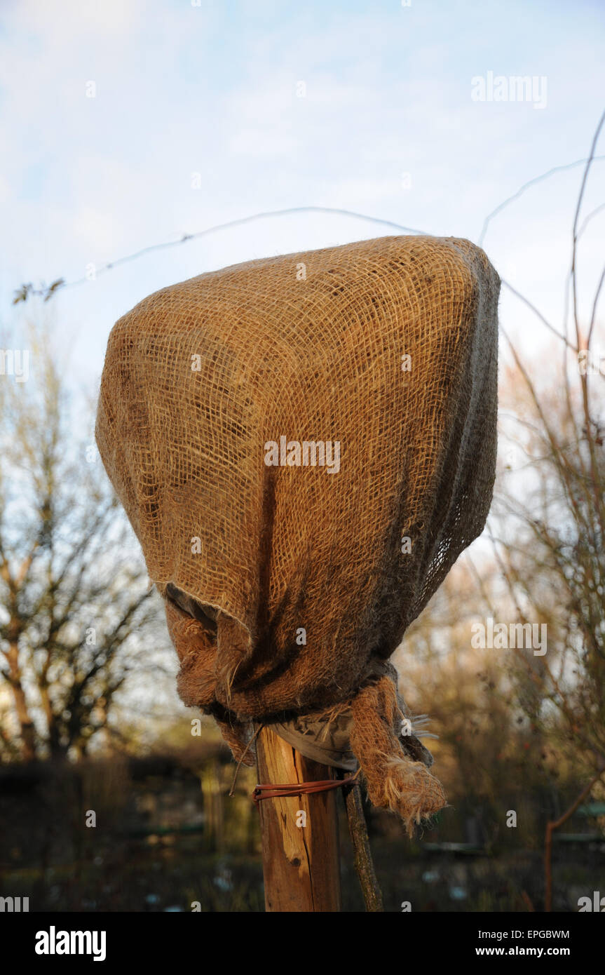 Frost Protection For Roses at Barbara Fowler blog