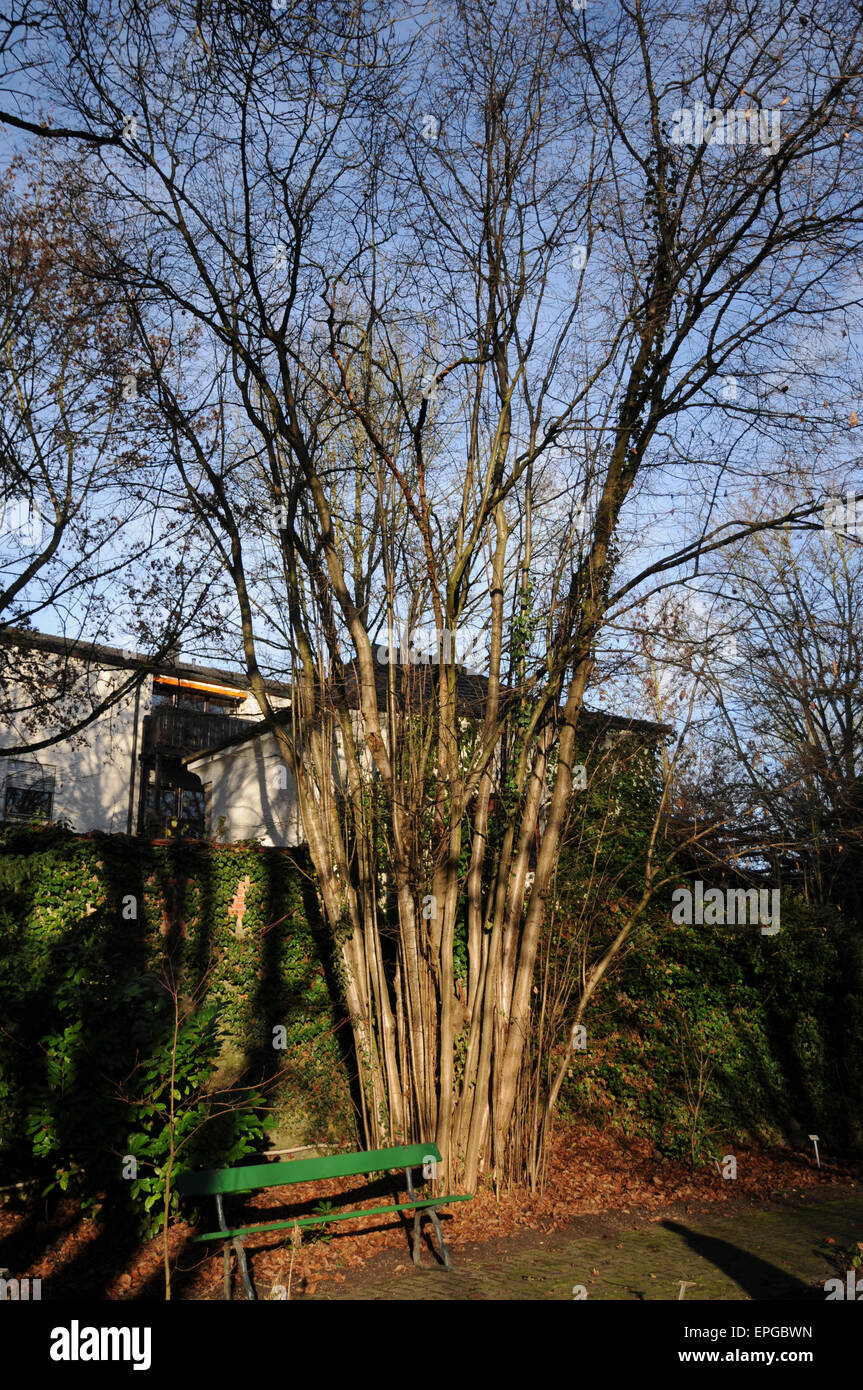 Hazel tree flower buds hi-res stock photography and images - Alamy