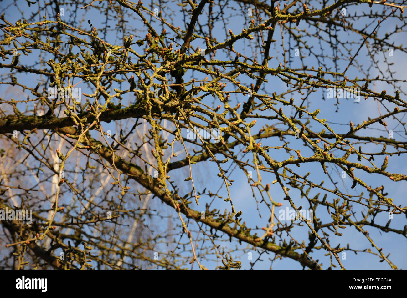 Maidenhair Tree High Resolution Stock Photography and Images - Alamy