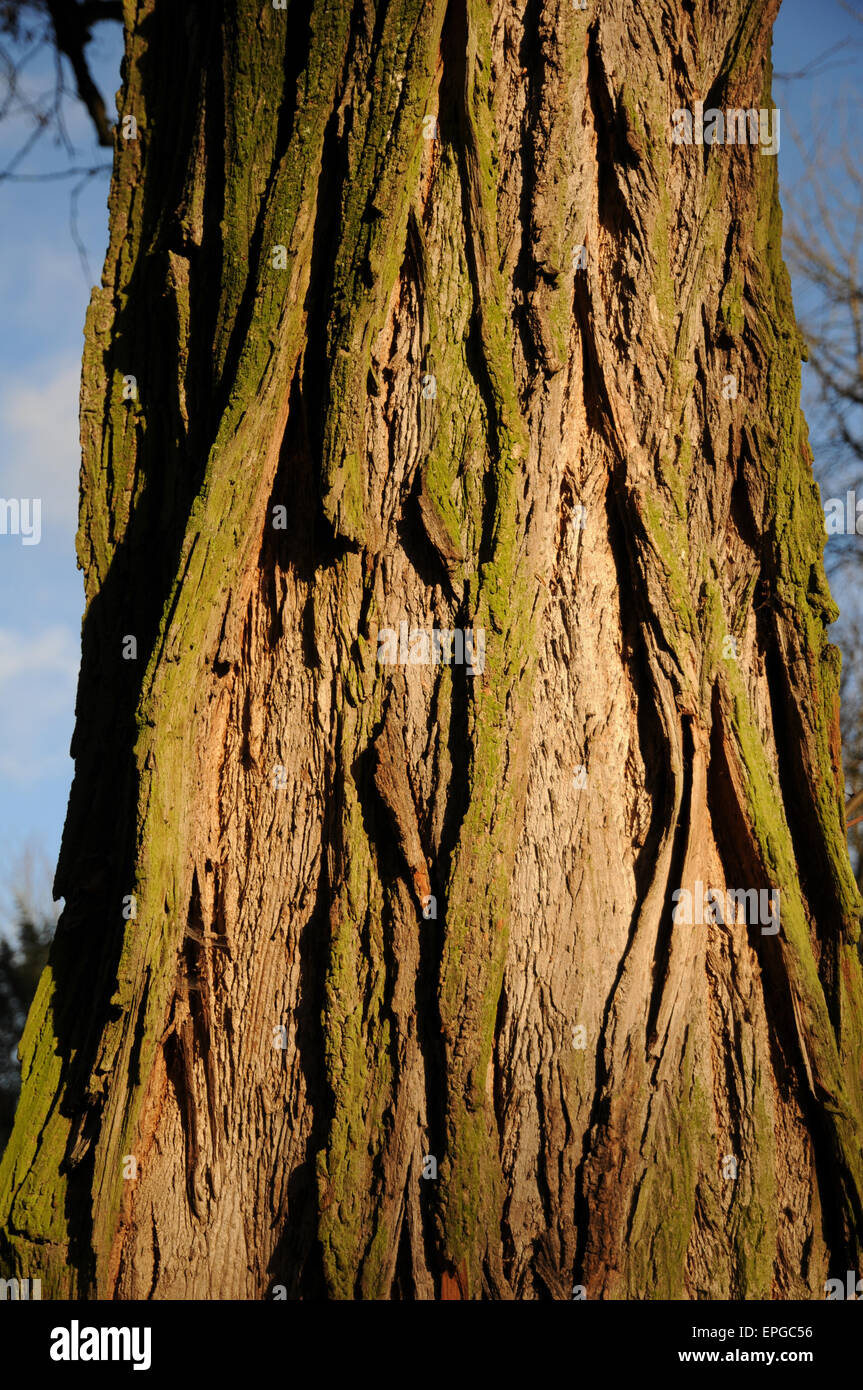 Locusts at tree trunk hi-res stock photography and images - Alamy