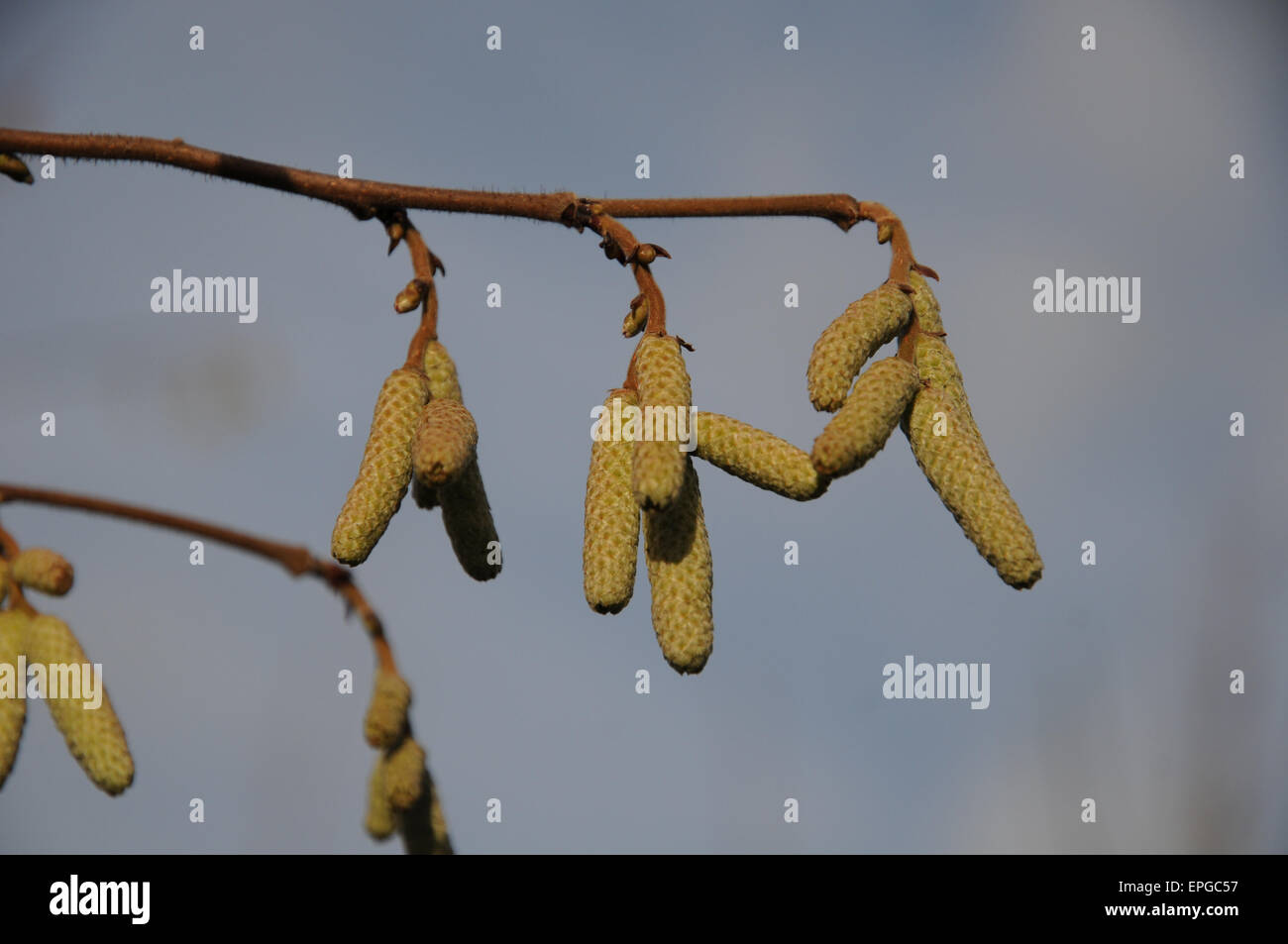Hazel tree female flower buds hi-res stock photography and images - Alamy