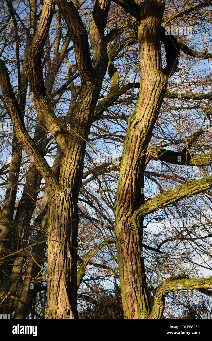 Black locust thorn hi-res stock photography and images - Alamy