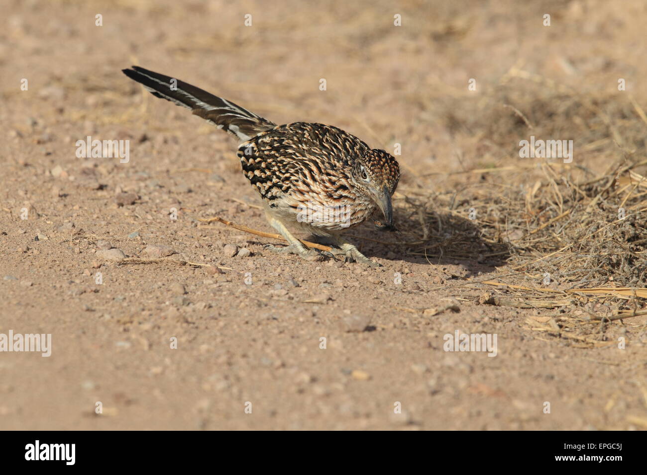 Nevada road runner hi-res stock photography and images - Alamy