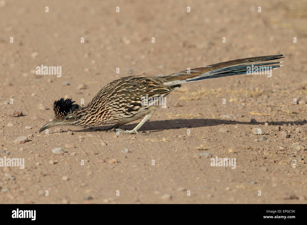 Roadrunner rock hi-res stock photography and images - Alamy