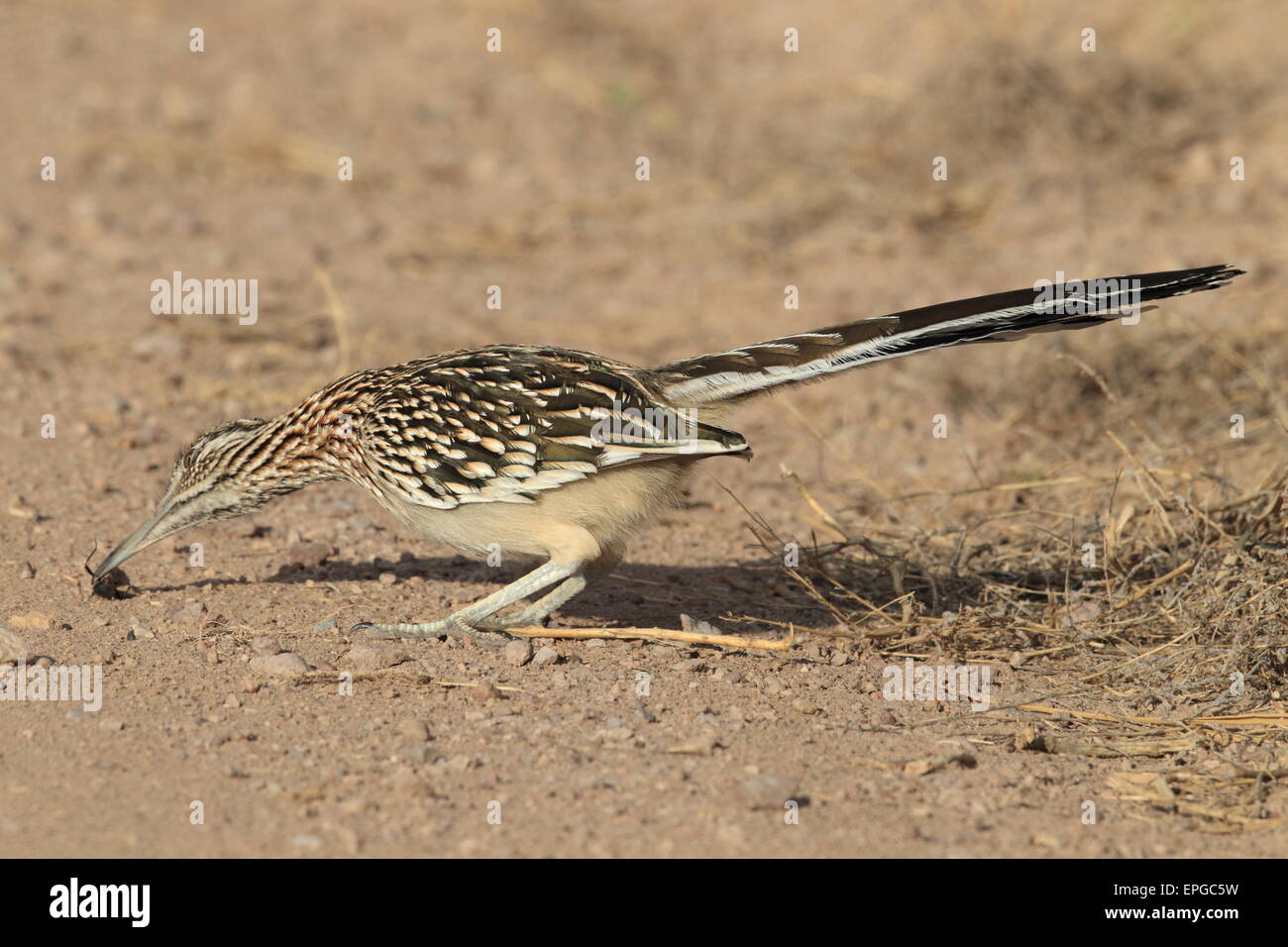 Nevada road runner hi-res stock photography and images - Alamy