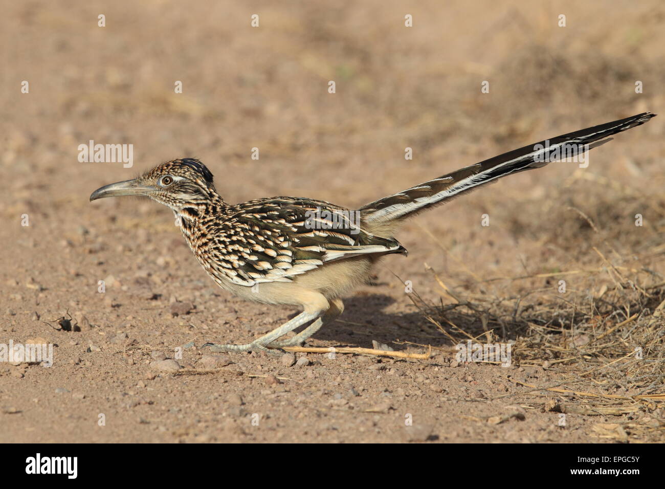Nevada road runner hi-res stock photography and images - Alamy