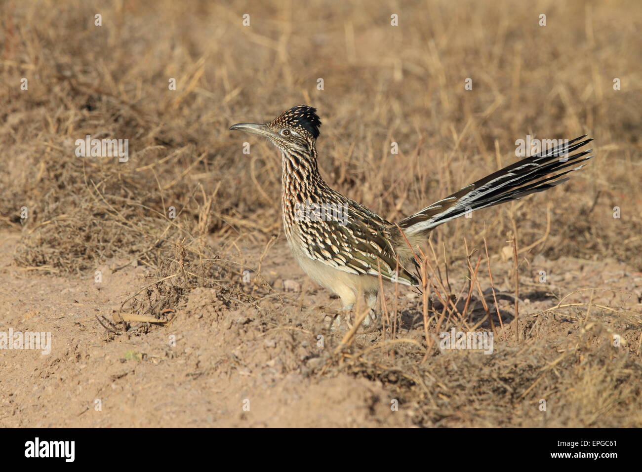 Nevada road runner hi-res stock photography and images - Alamy