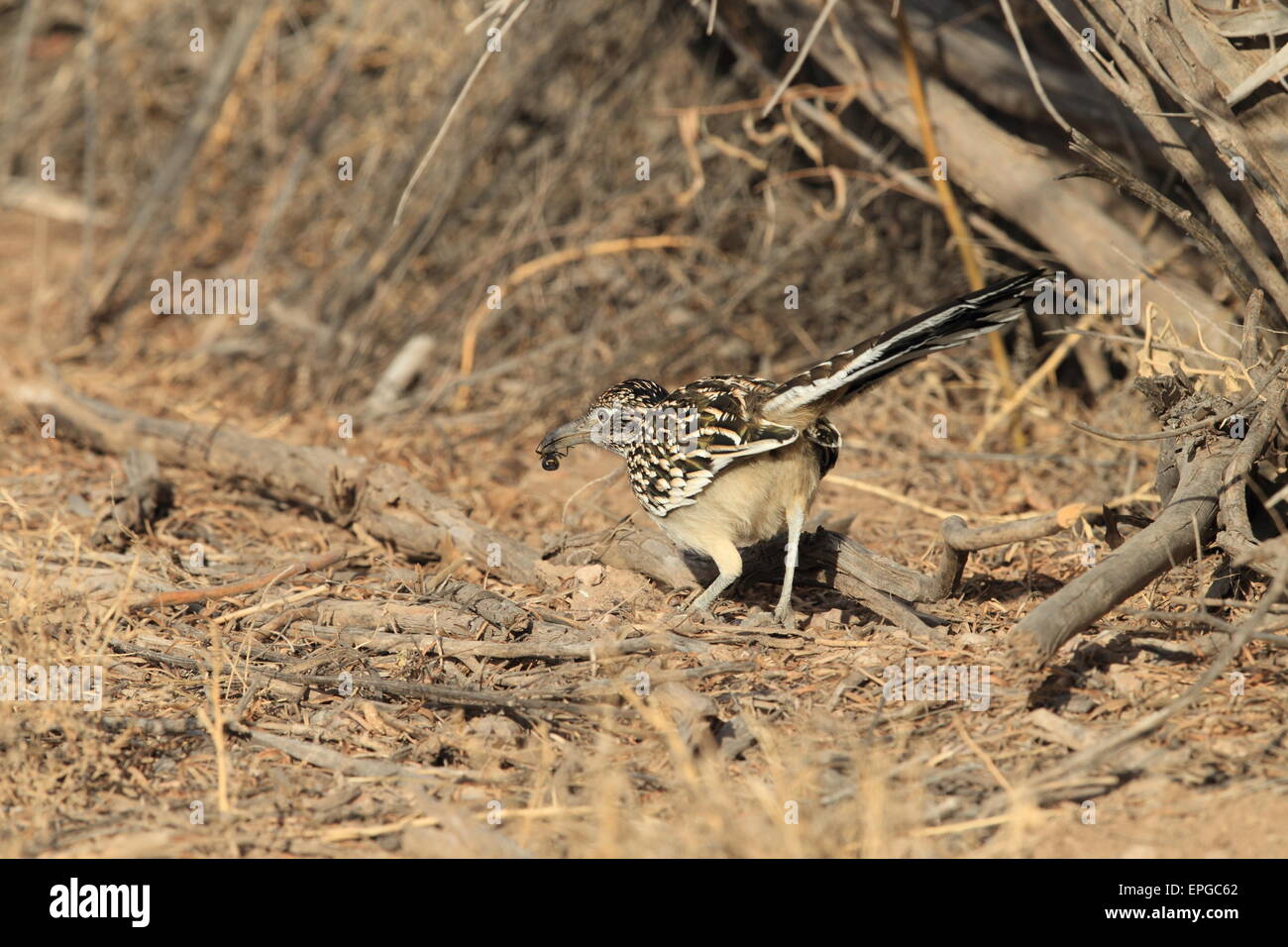 Nevada road runner hi-res stock photography and images - Alamy
