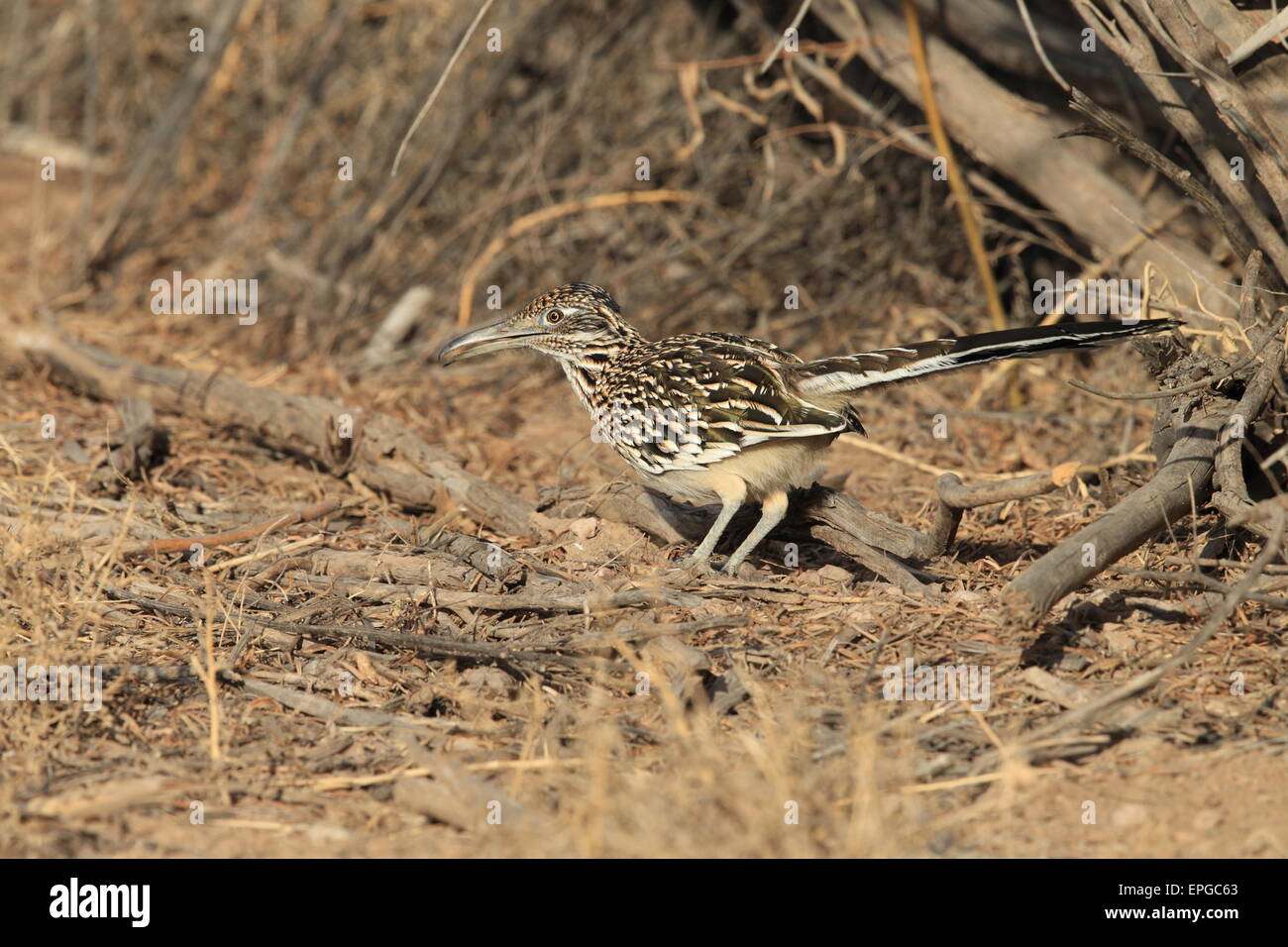 Nevada road runner hi-res stock photography and images - Alamy