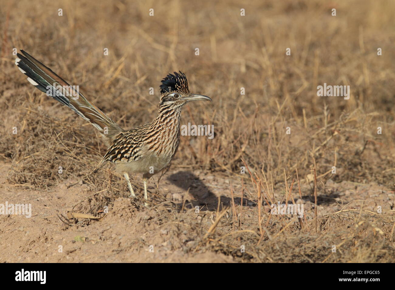 Nevada road runner hi-res stock photography and images - Alamy