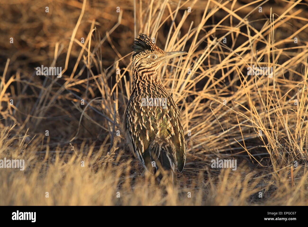 Nevada road runner hi-res stock photography and images - Alamy
