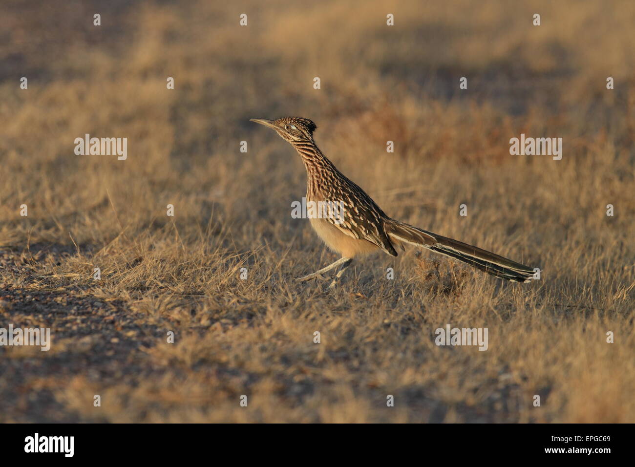 Nevada road runner hi-res stock photography and images - Alamy