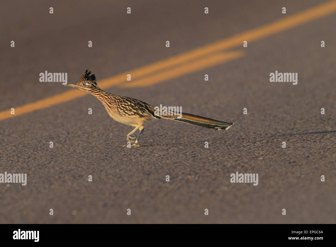 Nevada road runner hi-res stock photography and images - Alamy