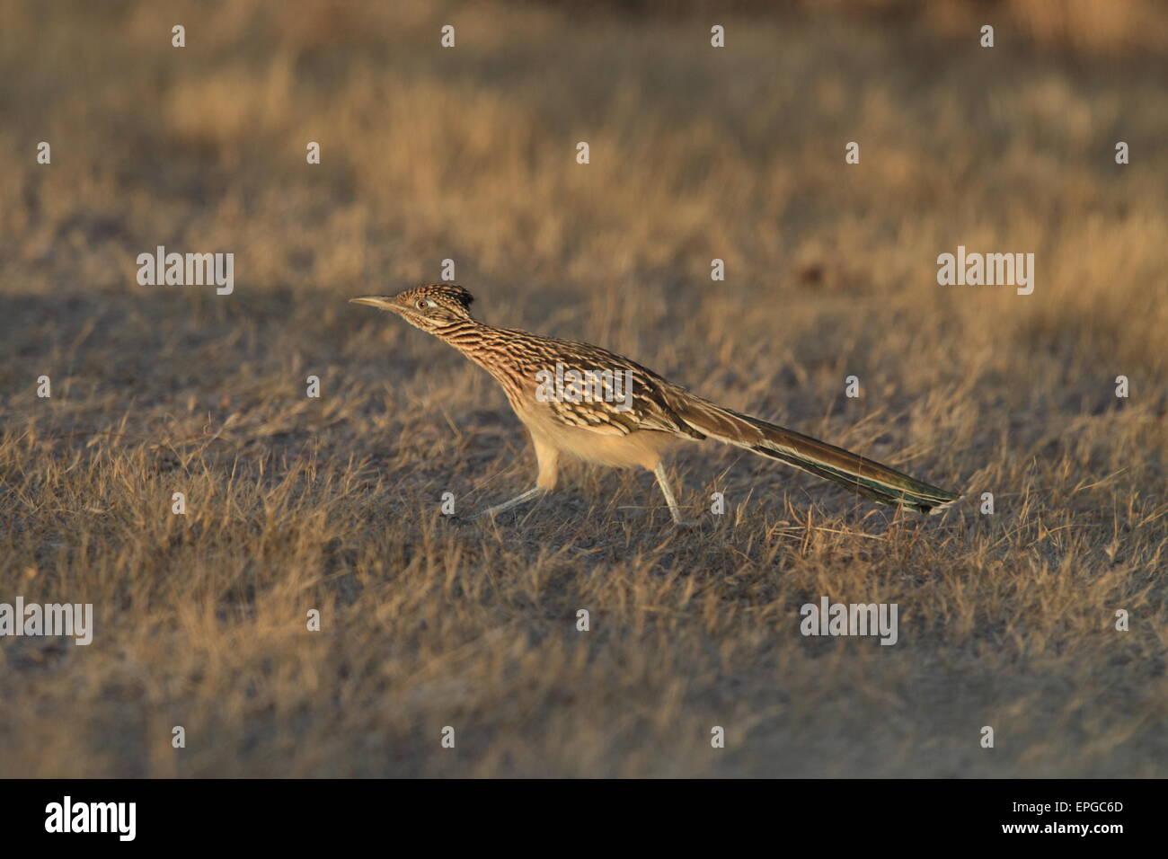 Nevada road runner hi-res stock photography and images - Alamy