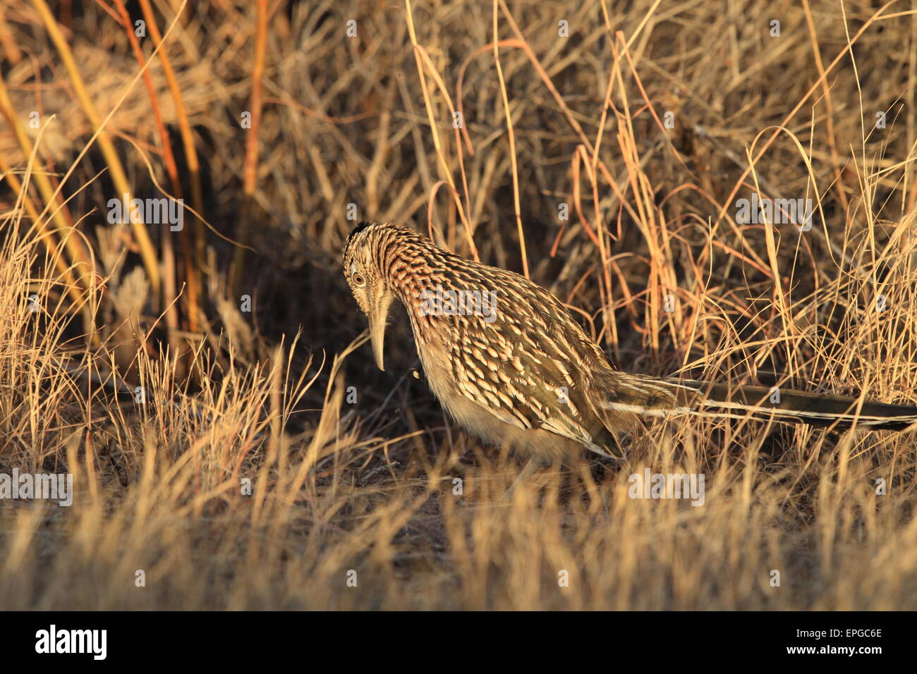 Nevada road runner hi-res stock photography and images - Alamy