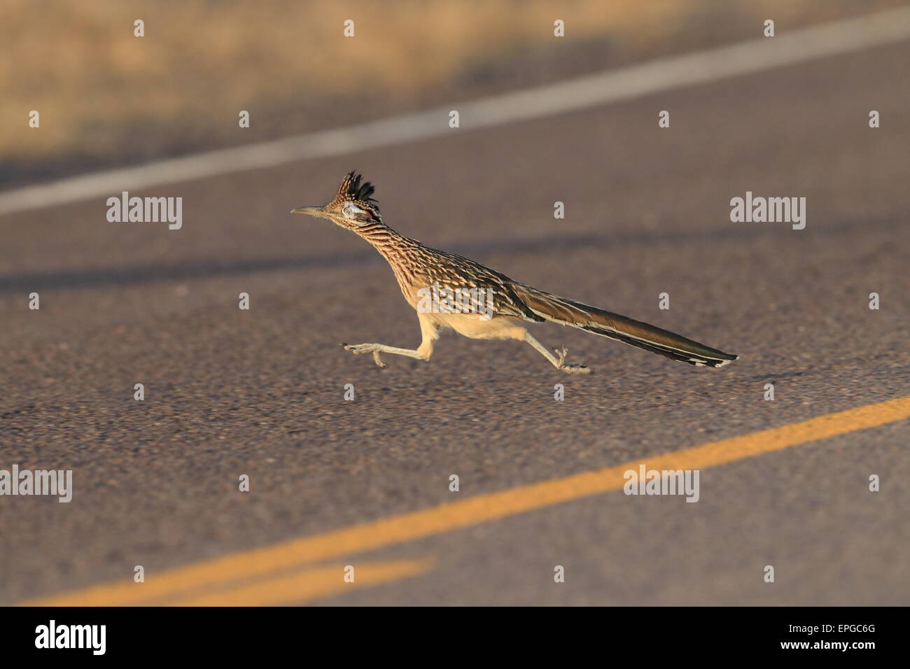 Roadrunner hi-res stock photography and images - Alamy