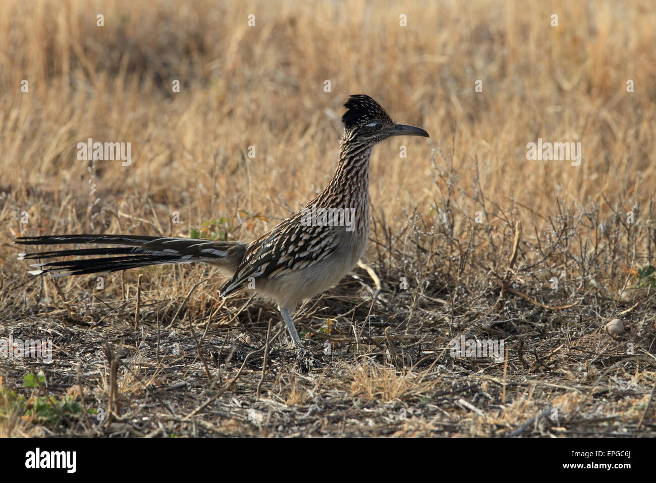 Rennkuckuck hi-res stock photography and images - Alamy